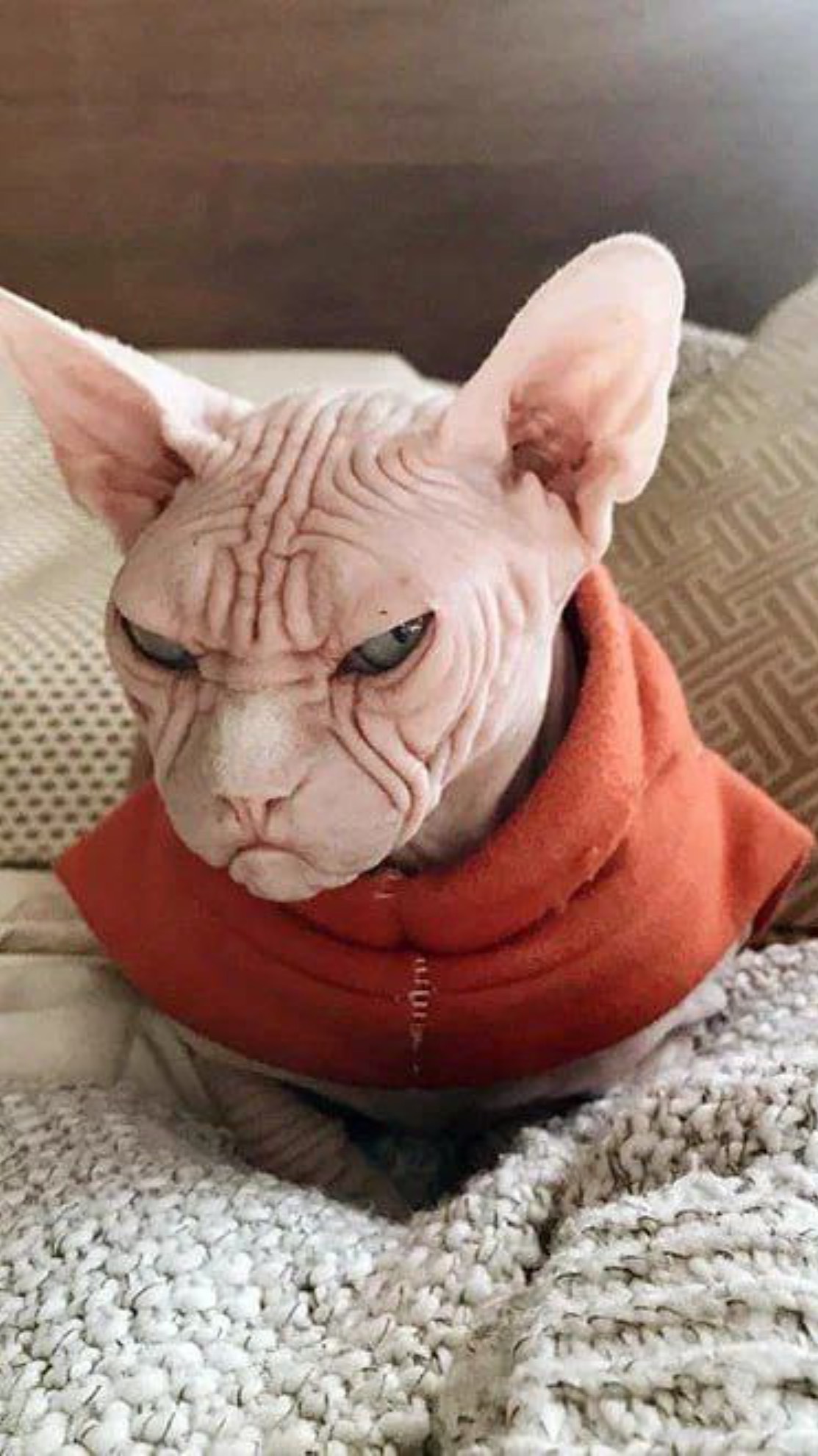 Сам ты курица ;)