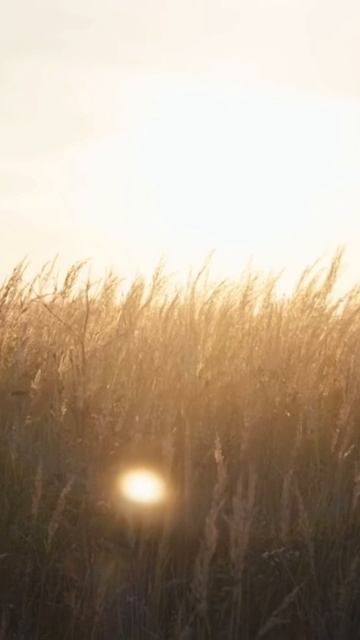 НАЯВУ - Я тебя сильно