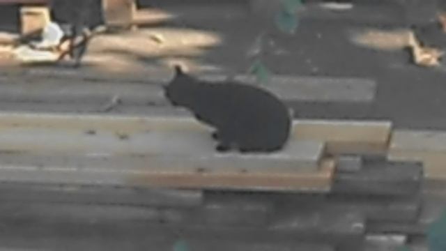 Черный кошарик на досках. Сентябрь 2024. DSCN5780