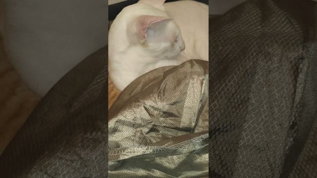 #ЭЛЕКТРОНЫЕпучки ДИСТАНЦИОННОЕ ОРУЖИЕ #ПСИХОТРОННОЕоружие всем за безразличие к беде остальных ОПГ.