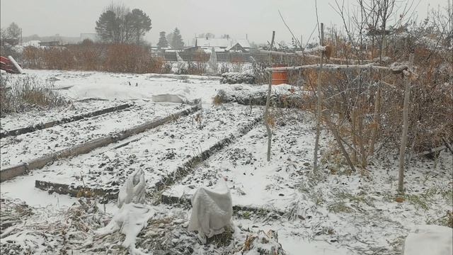 Наш огород в деревне к зиме готов! Засолили капусту и убрали кочаны на хранение.