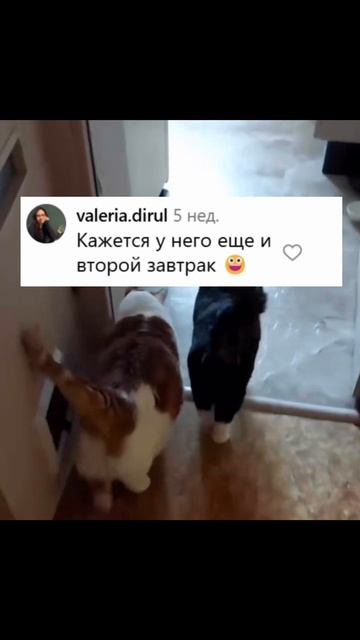 Приколы, юмор, смех, смешныеролики #приколы #юмор #смех #шортс #смешное видео #трендингшортс #топ