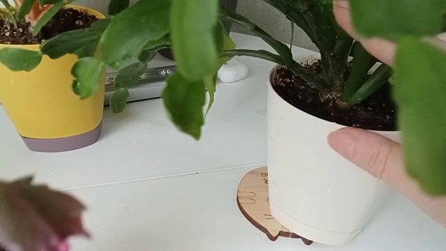 Шлюмбергера&Рипсалидопсис