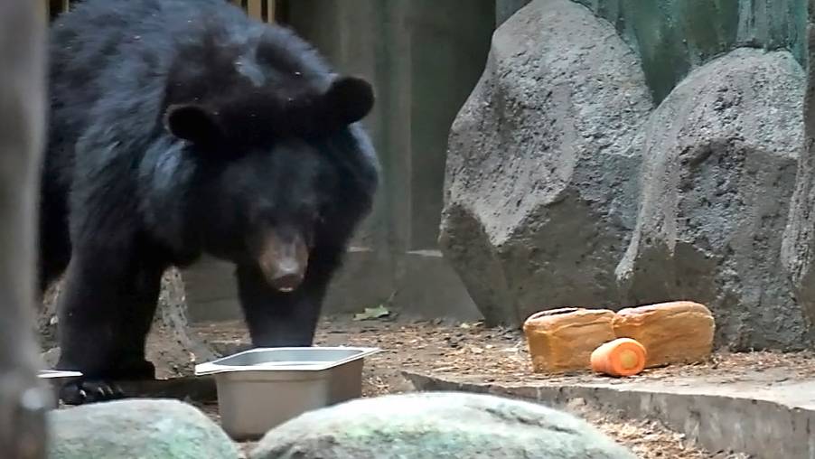 Завтрак у медвежат Фимы и Дуси, и Челси, которая решила прогуляться.