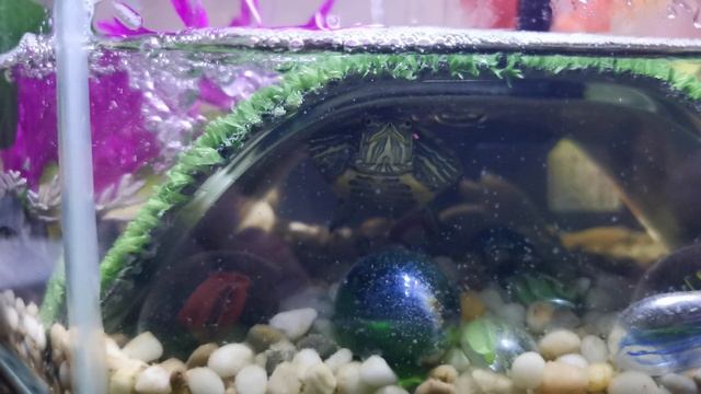 Манго! Красноухая черепашка