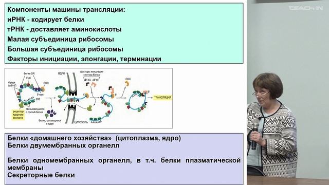 Кисурина О.П. - Клеточная биология - 8. Эндоцитоз. Эндоплазматический ретикулум. Синтез белков