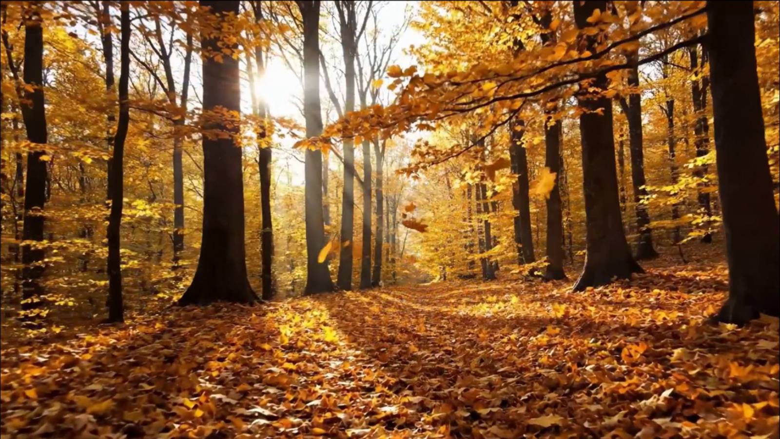 НЕЖНАЯ МЕЛОДИЯ ОСЕНИ… Автор музыки Андрей Обидин