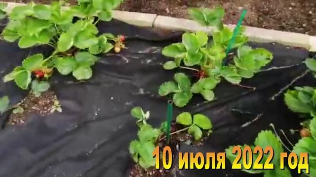 7 соток. Хроника Дача. Июль 2022 год. mp4