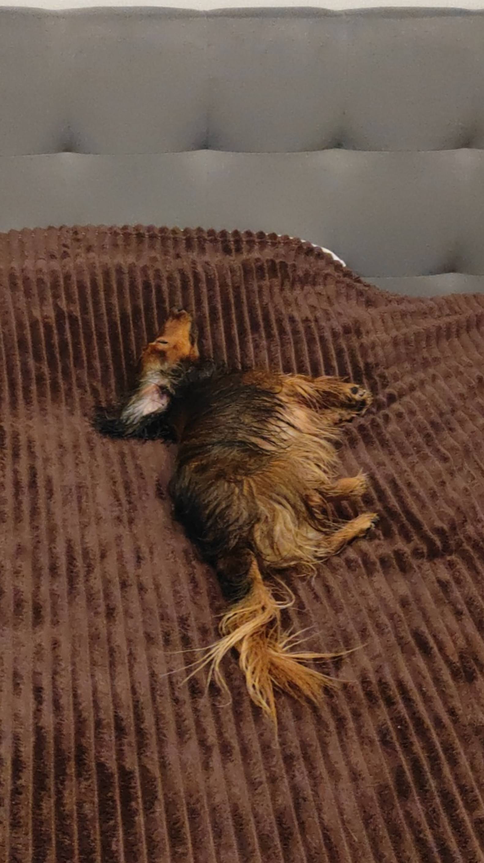 Такса после купания