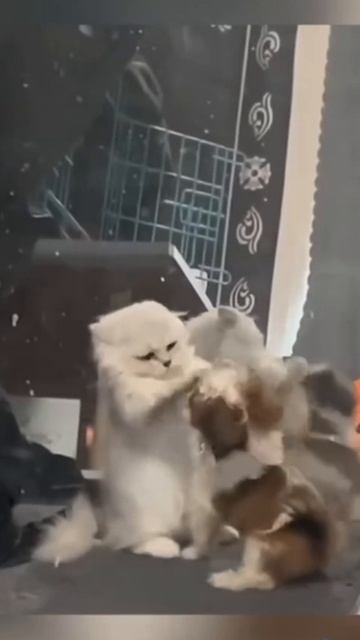 Собаки прикалываются над котами