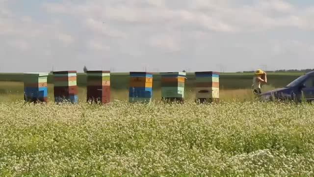 Первый день кочёвки на гречихе