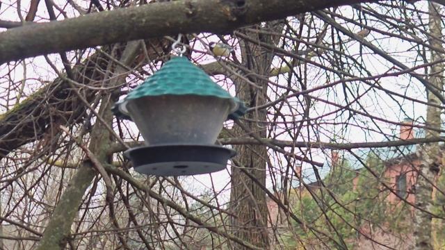 Наши животные