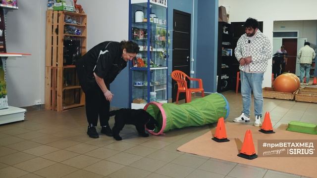 Как познакомить щенка с тренировочным залом // #приВЕТАХМЕД