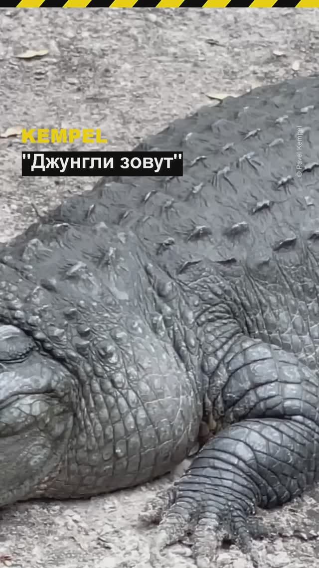 «Джунгли зовут»