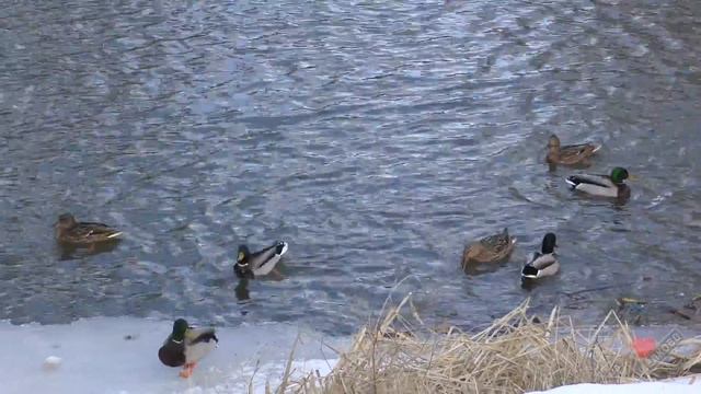 Panasonic HC-VXF990. Прогулка по городу Щелково. Февраль 2020 года.