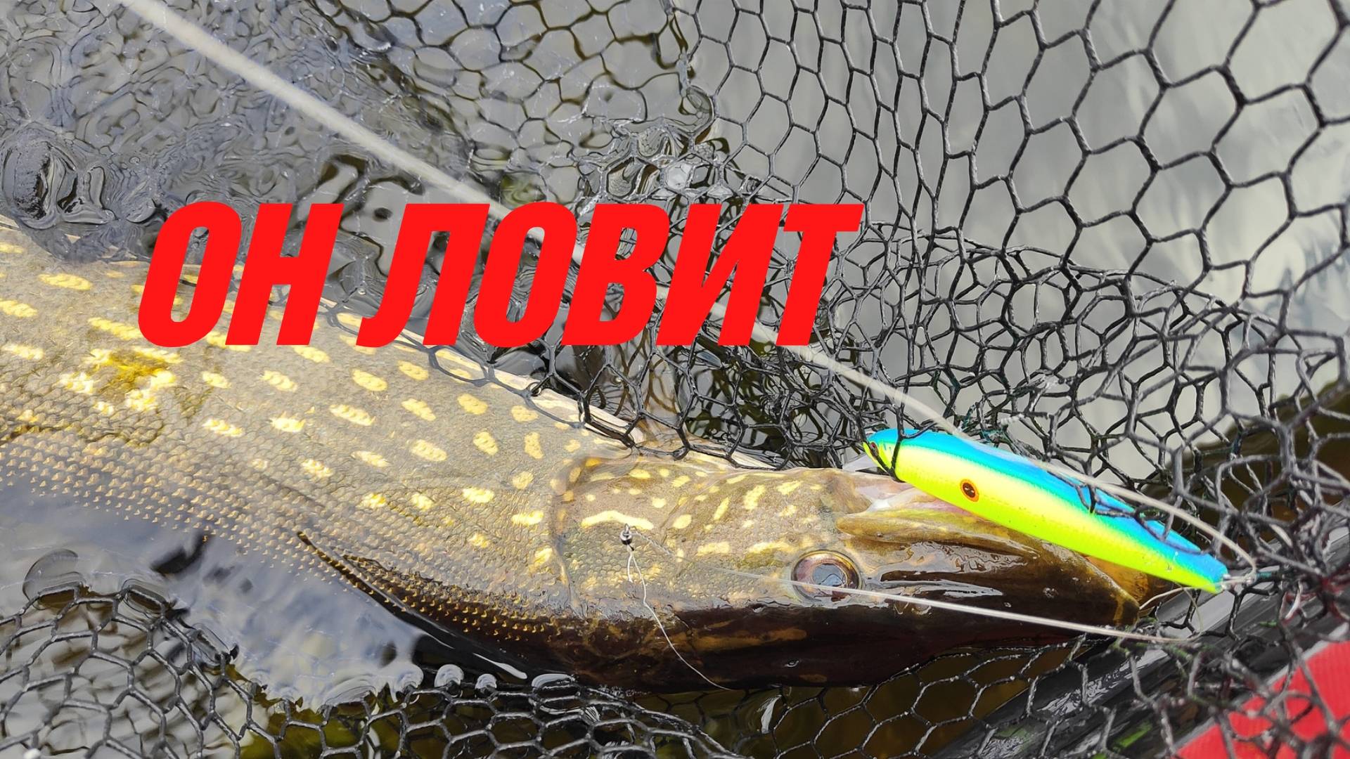 РЫБАЛКА НА ВОБЛЕР ОСЕНЬЮ!!! КИСЛОТНЫЙ ЦВЕТ СНОВА В МОДЕ, ОН ЛОВИТ