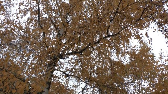 5 Делиб. Стансы Нилаканты из оперы "Лакме". Дмитрий Степанович