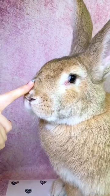 Ну мили мили пон❤️