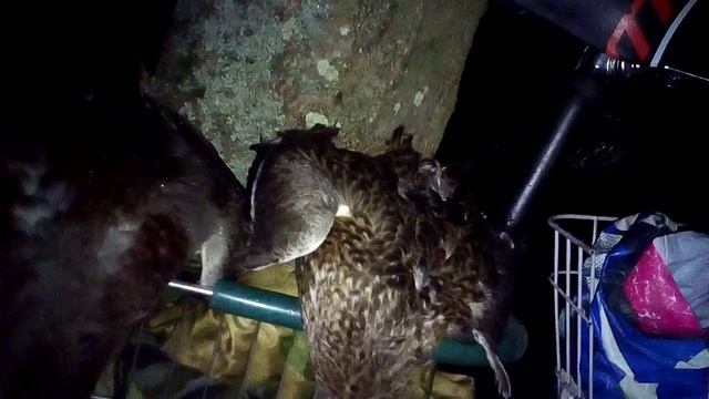 7 НОЯБРЯ ОХОТА НА УТКУ