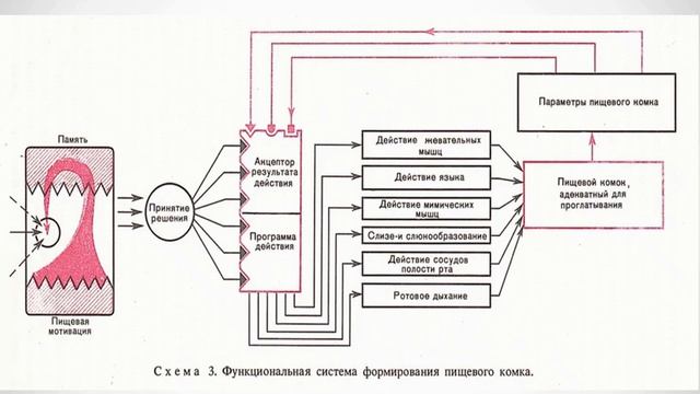 Профильный вопросы по физиологии органов полости рта и челюстно-лицевой области