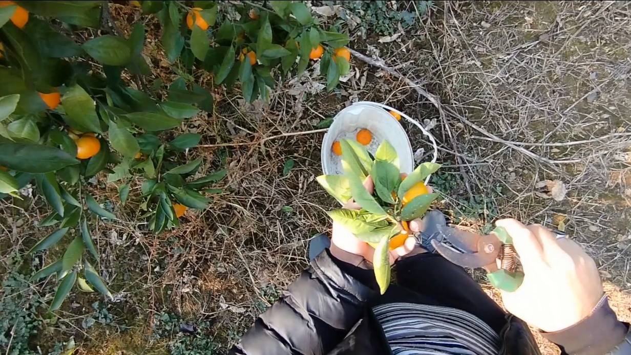 Быстрый сбор мандаринов)