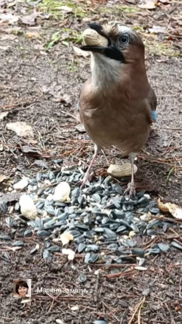 Сойка в лесу.