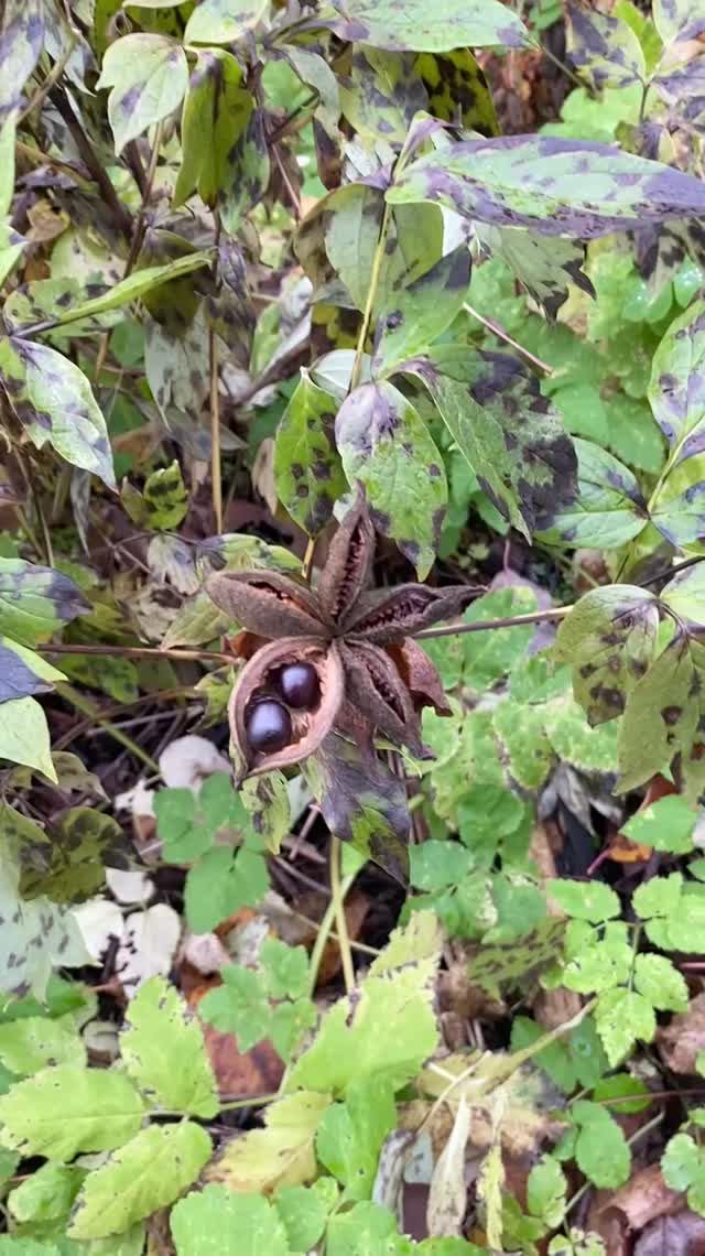Пион древовидный - первые семена