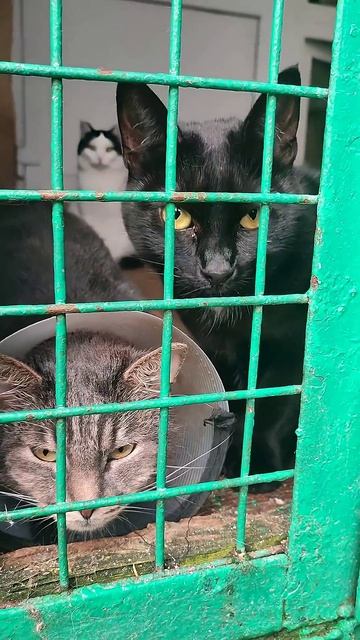 висят-висят глядят-глядят❤️ котики глазами сотрудников приюта ⬛❤️всем любви❤️