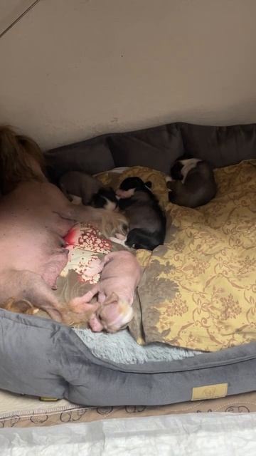 Щенки китайской хохлатой 23 дня, переехали в вольер.