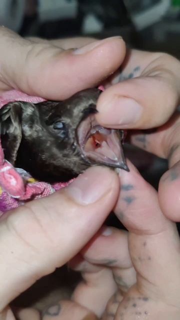 Кровь во рту стрижа при ЧМТ