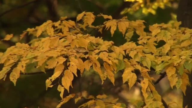 Знаешь, а золото греет.А.Бахмат