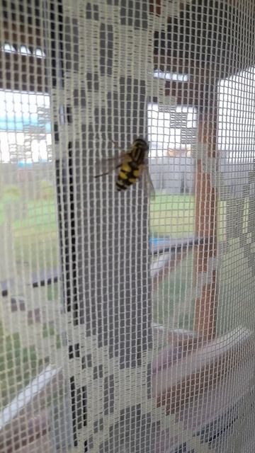 Муха журжалка