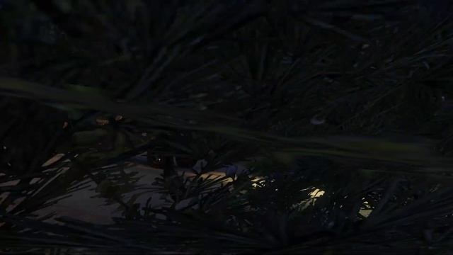 Life is Strange race