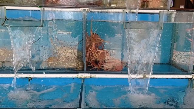 Магазин морепродуктов - Пхукет