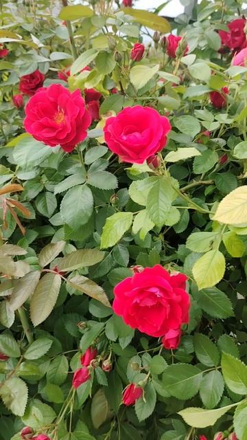 Розы в моем саду