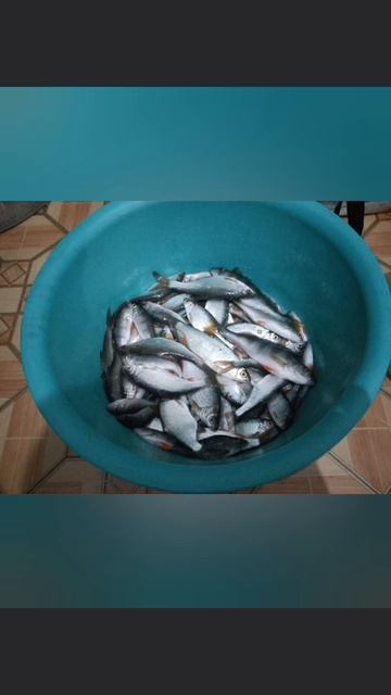 Ловля на Старице на Боковой Кивок 🎣 Наживка мотыль и опарыш. Прикормка Dunaev (Плотва).