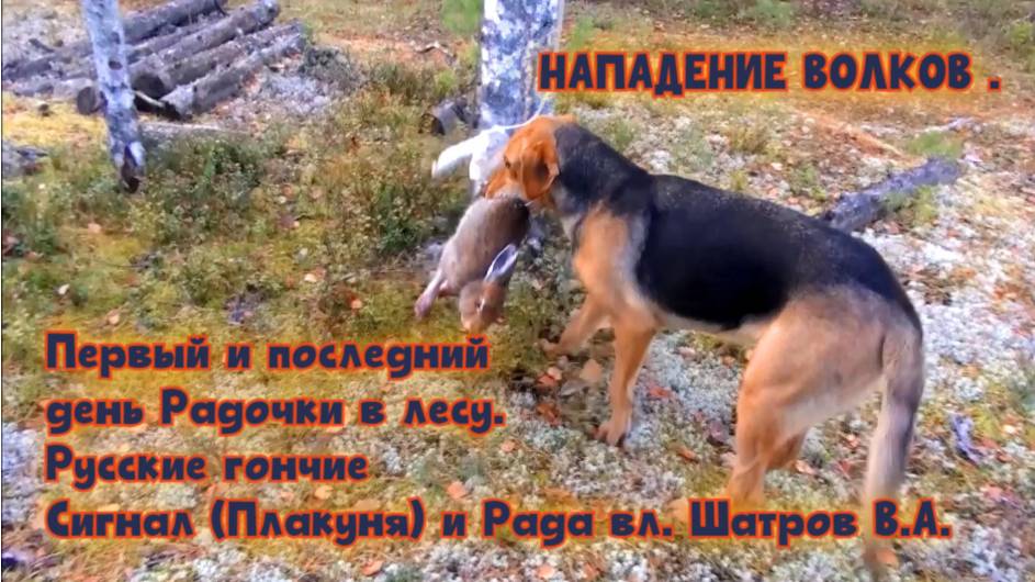 Нападение волков.Первый и последний день Радочки в лесу, Сигнал(Плакуня) и Рада вл. Шатров В.А.#hu