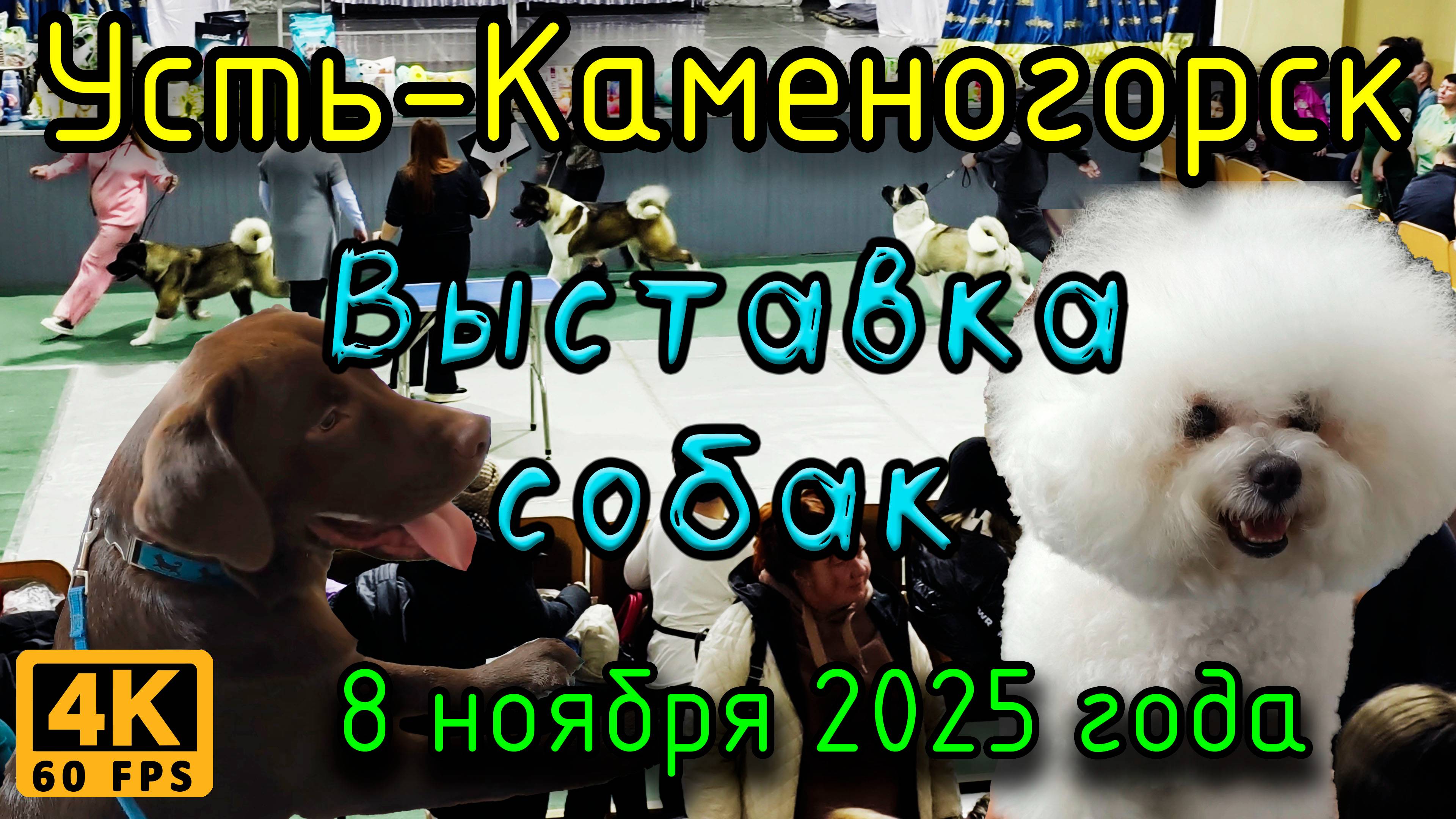 Выставка собак. Усть-Каменогорск, 8 ноября 2025 года.