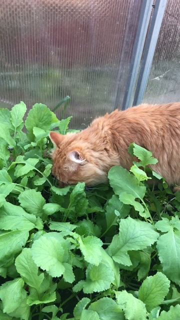 Своя редиска в ноябре, Альфушка в теплице