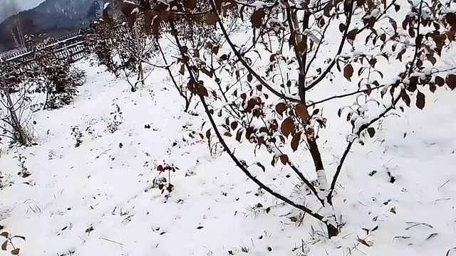 Ввожу понятие внутри видовая биологическая совместимось, можно ли в крону летнего сорта привить зим.