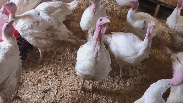 Деревенская жиза