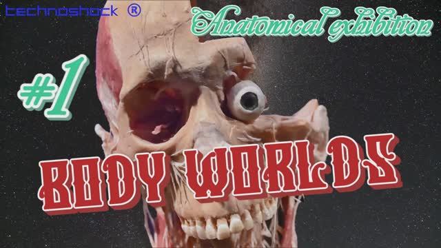 Анатомия. Человек. Система. Тело. 1. Выставка. BODY WORLDS. Наука.Медицина. Пластинация. Органы