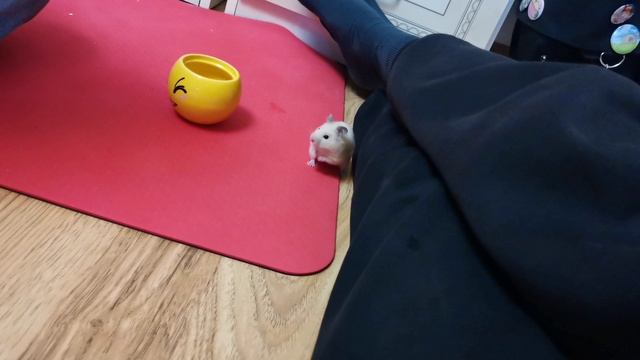 Сирийский хомяк