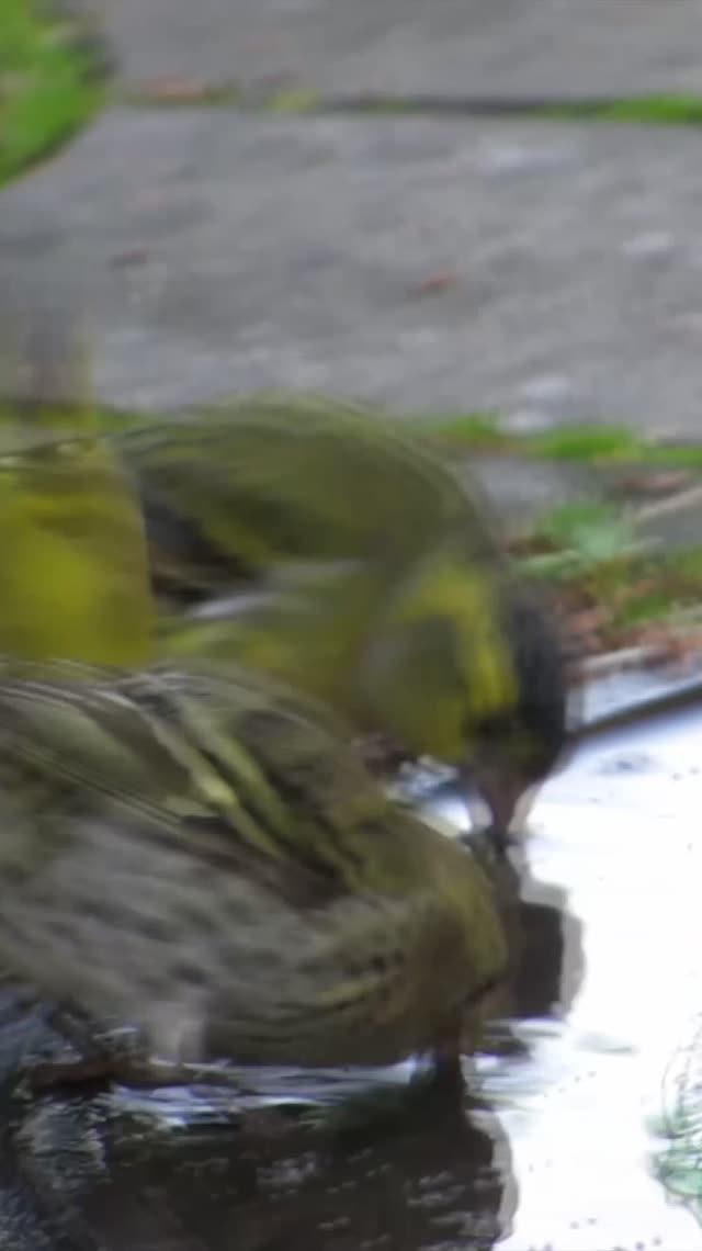 Беспокойные чижи