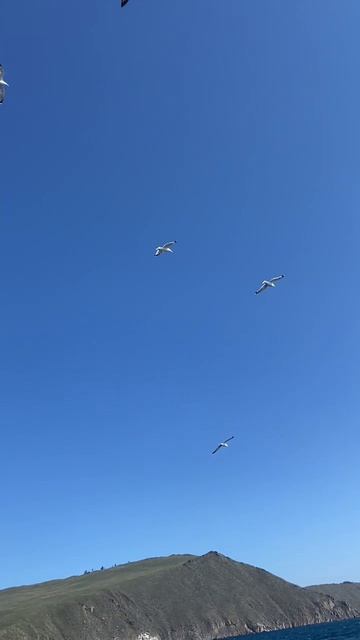 Ольхонские чайки