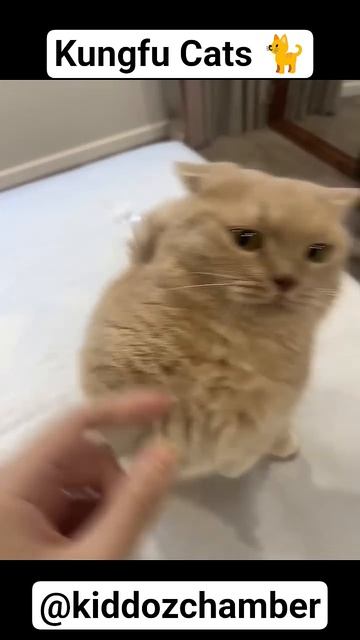 Kungfu Cats 🐈