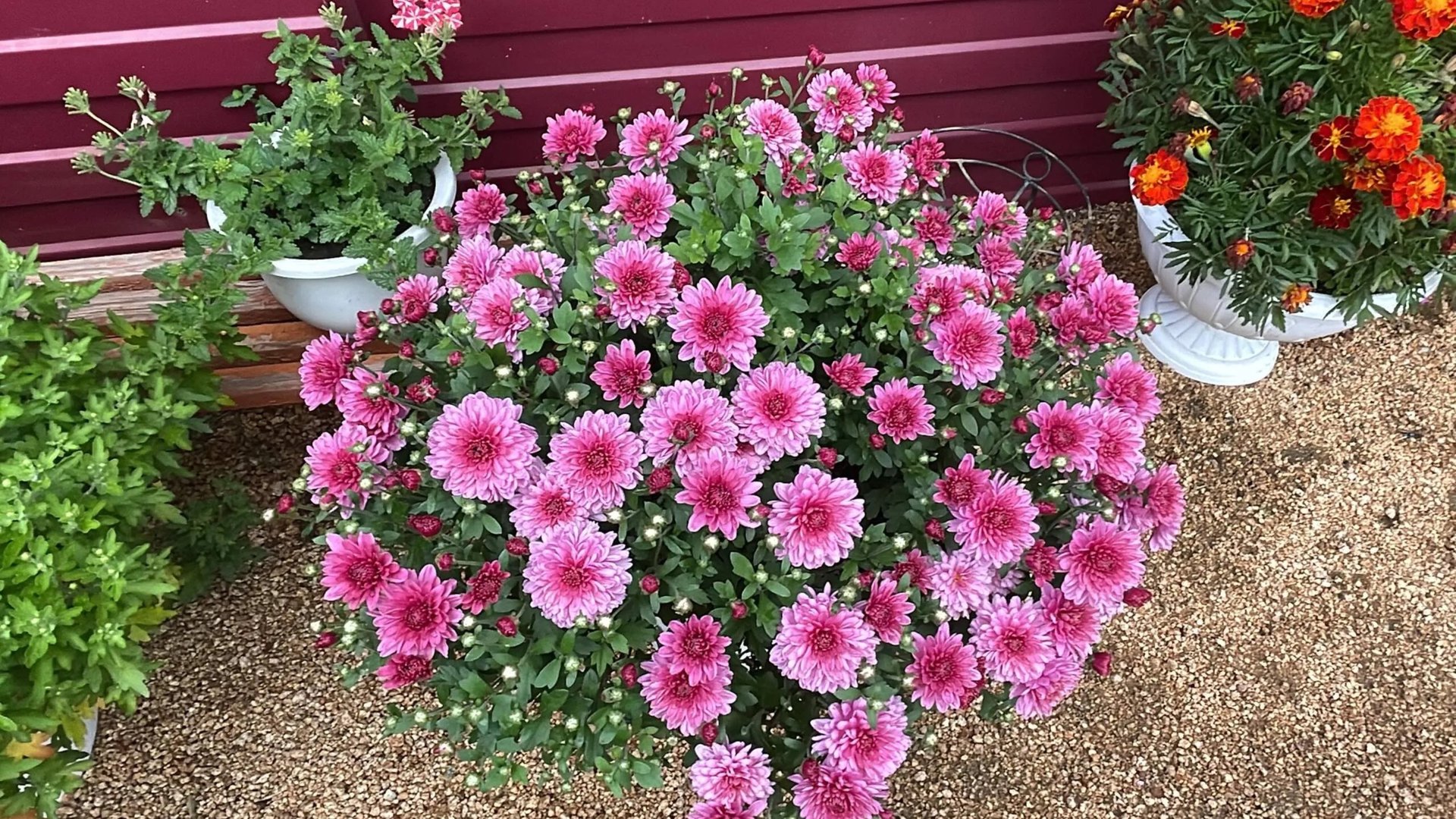 Сибирь, Хакасия. Хризантема Мультифлора продержалась в неотапливаемой теплицы до 7 ноября.