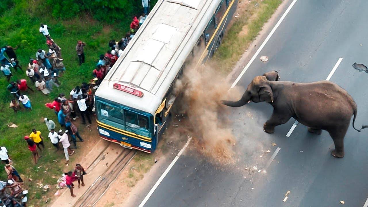 Случаи, Когда Животные Показали, Что с Ними Лучше не Связываться
