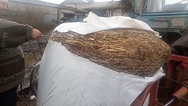 Сенаж из овса осень 2025 год!