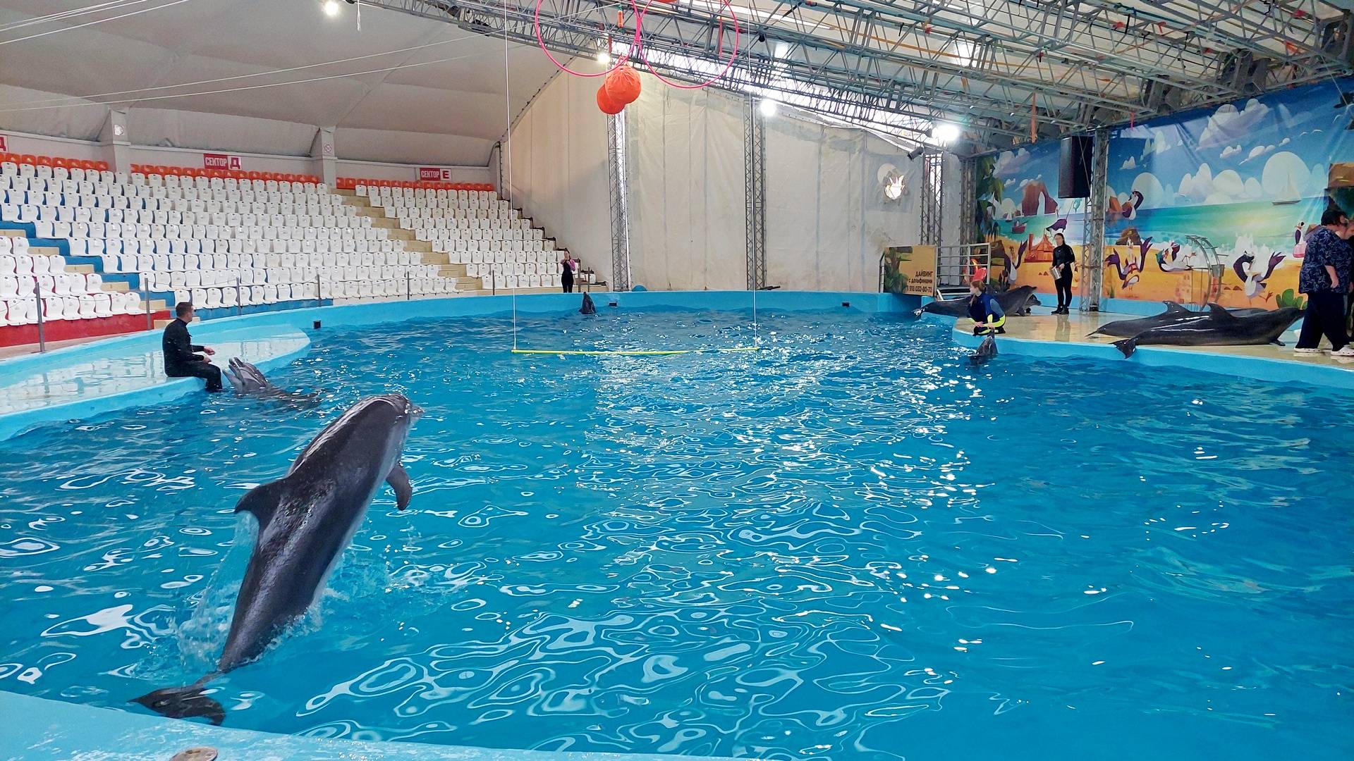 Шоу дельфинов в Анапском дельфинарии!